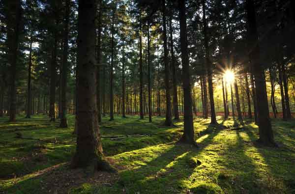 8 of the Most Amazing Forests on Earth - Samantha Brown's Places to Love